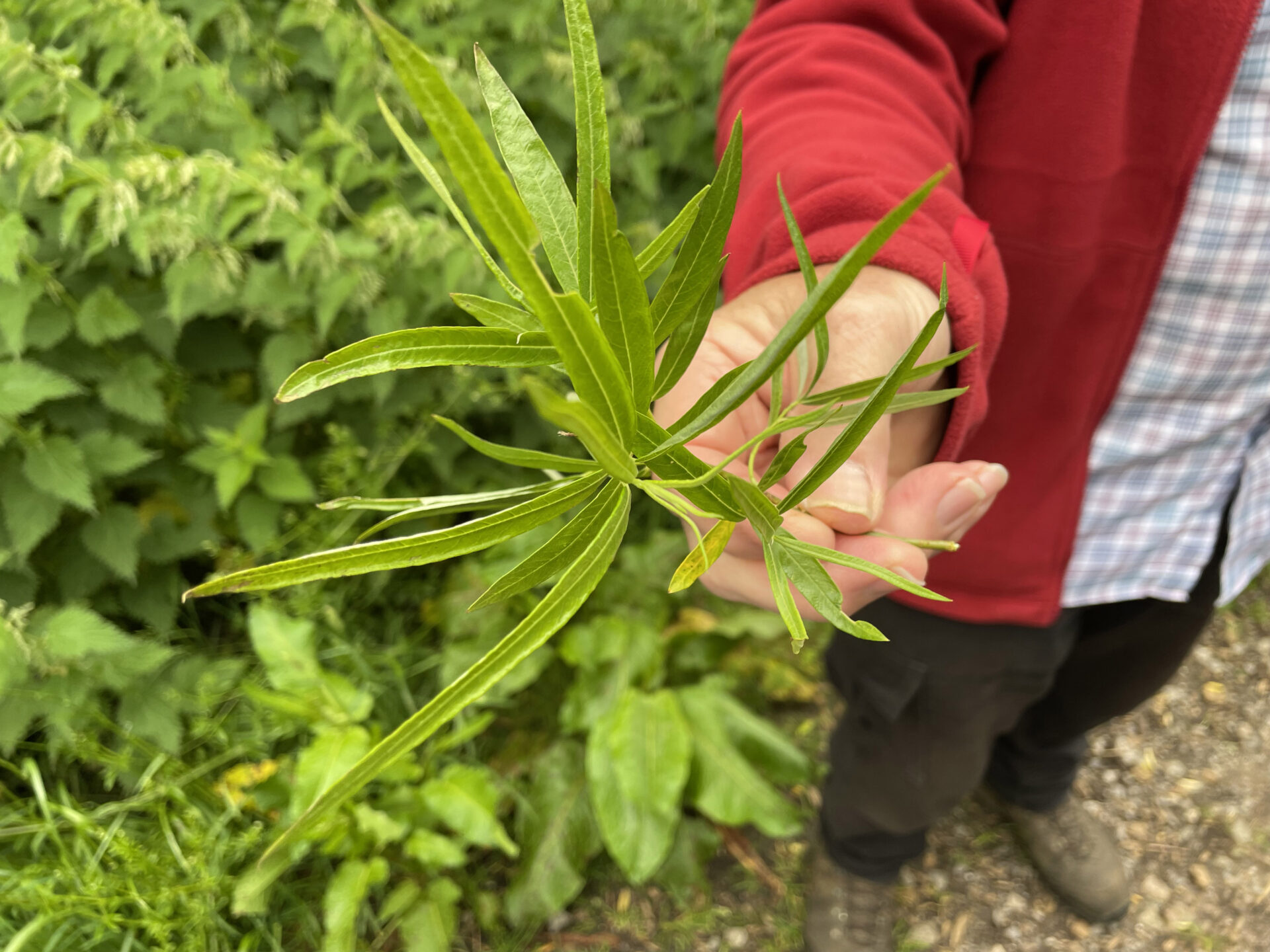 Learn - More Trees BANES