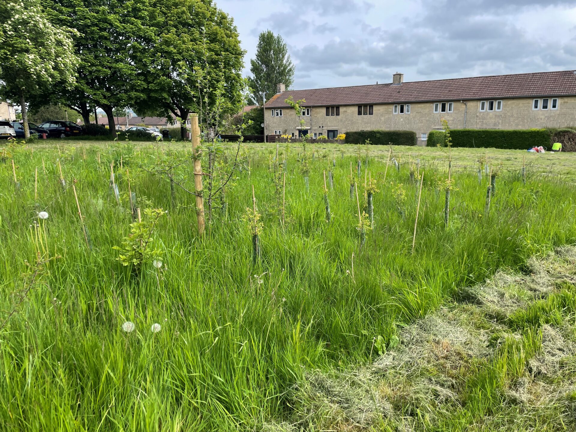 Tree Planting & Aftercare - More Trees BANES