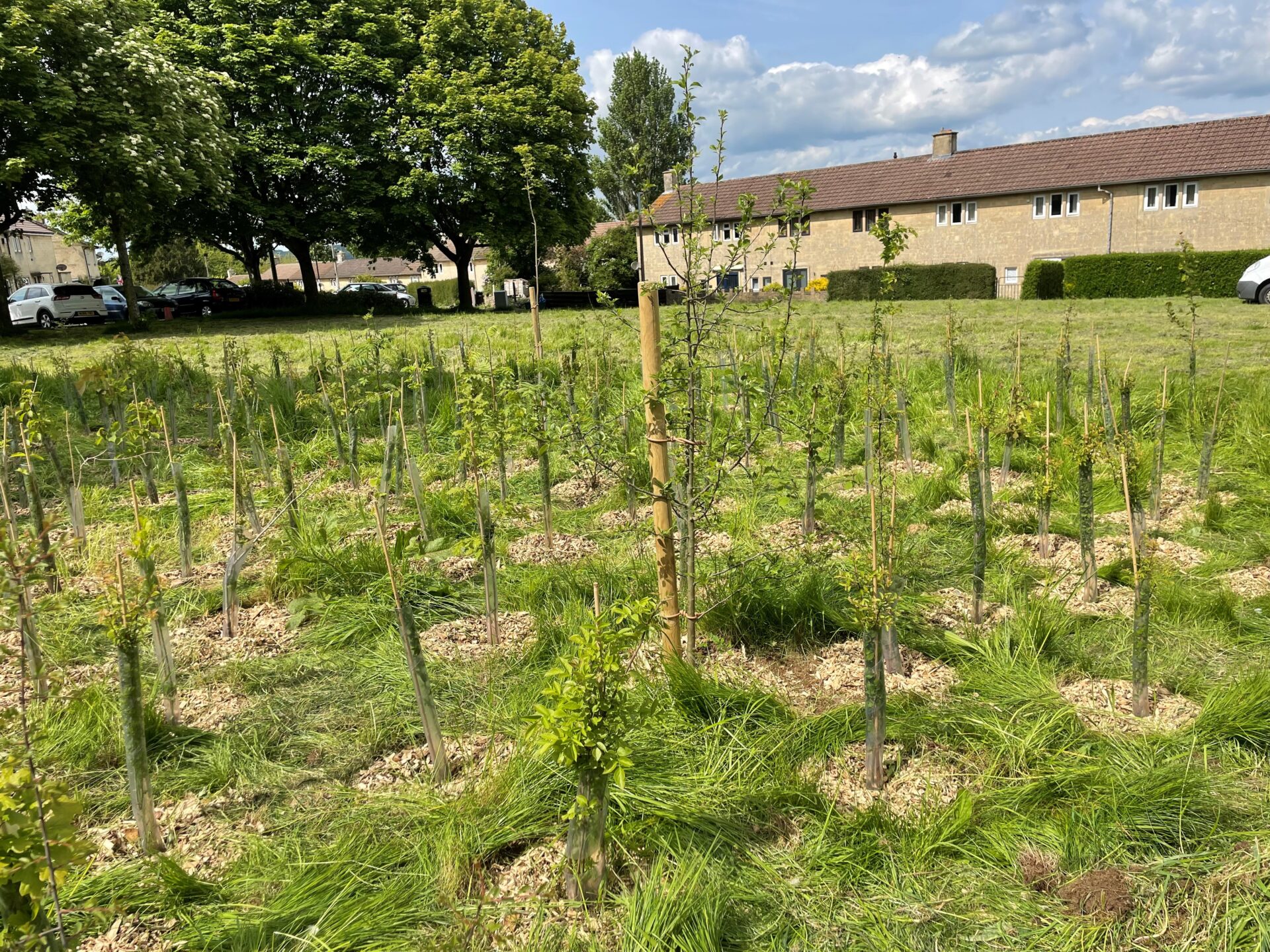 Tree Planting & Aftercare - More Trees BANES