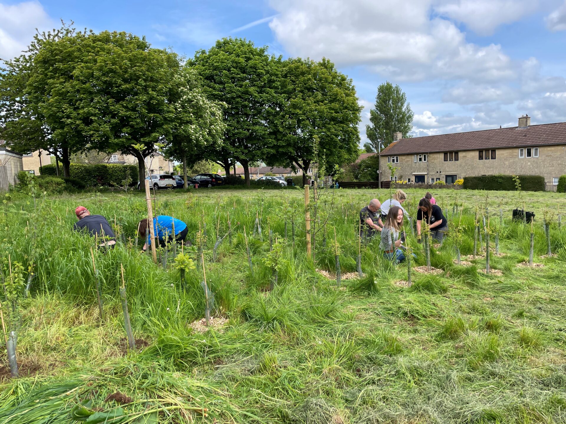 Tree Planting & Aftercare - More Trees BANES