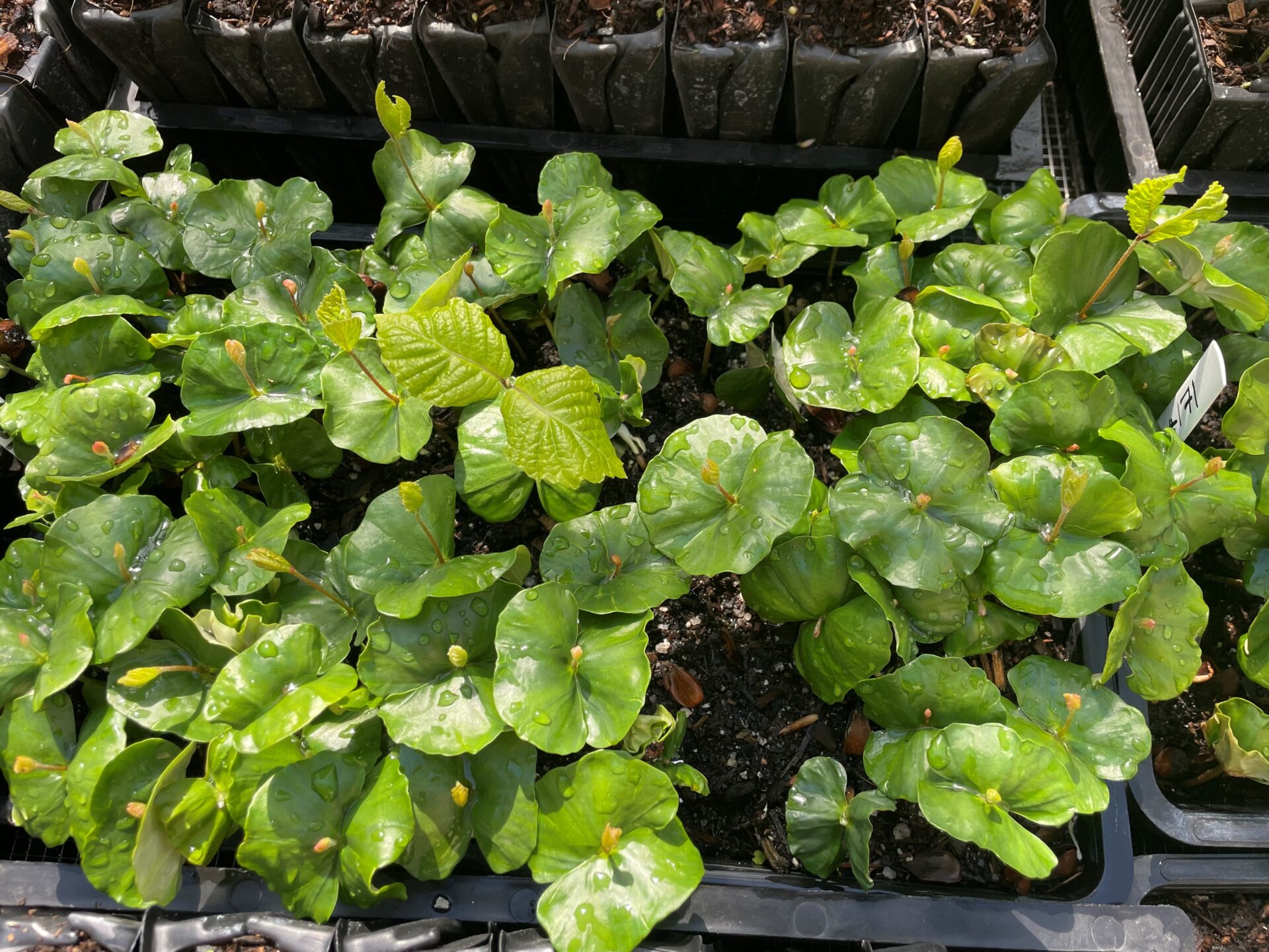 Host a Tree Nursery - More Trees BANES