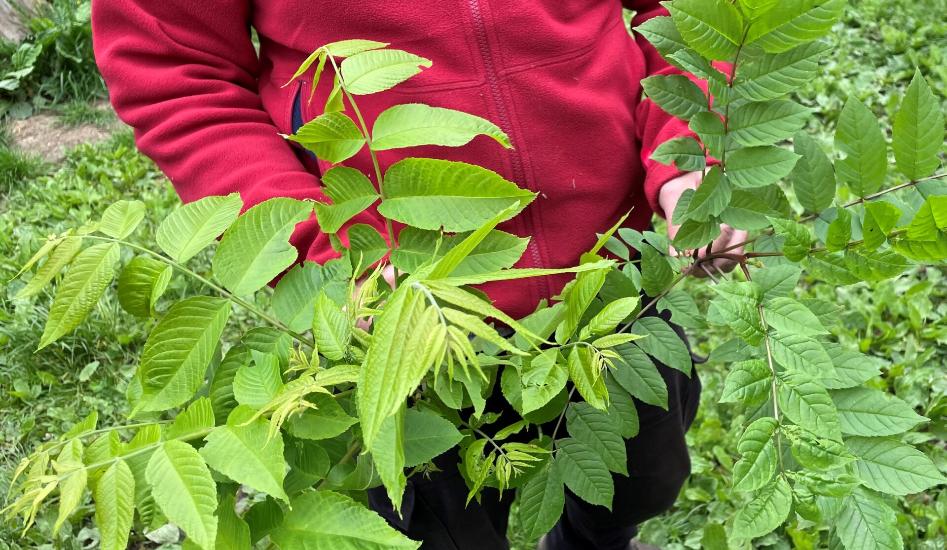 Frequently Asked Questions - More Trees BANES