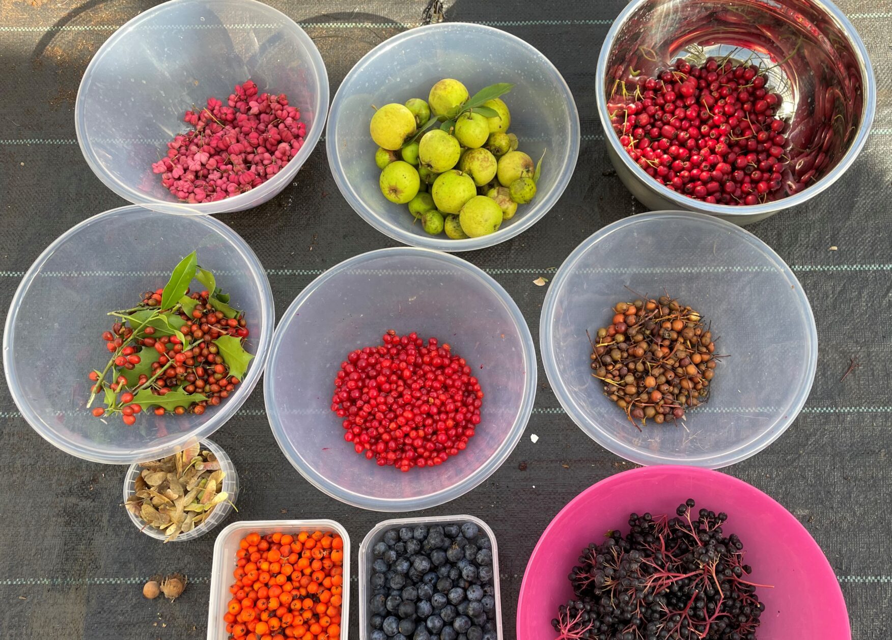 Seed Collecting - More Trees BANES
