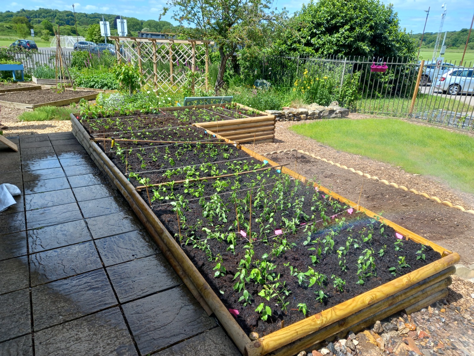 Host a Tree Nursery - More Trees BANES