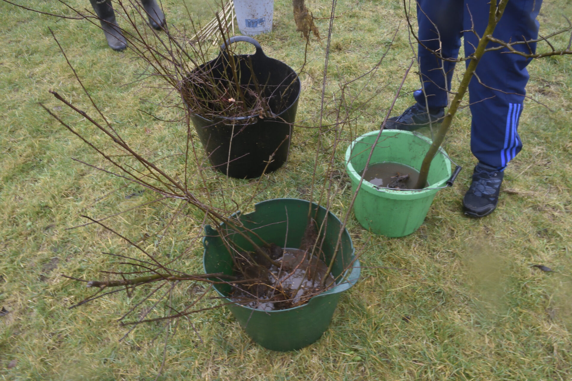 Tree Planting & Aftercare - More Trees BANES