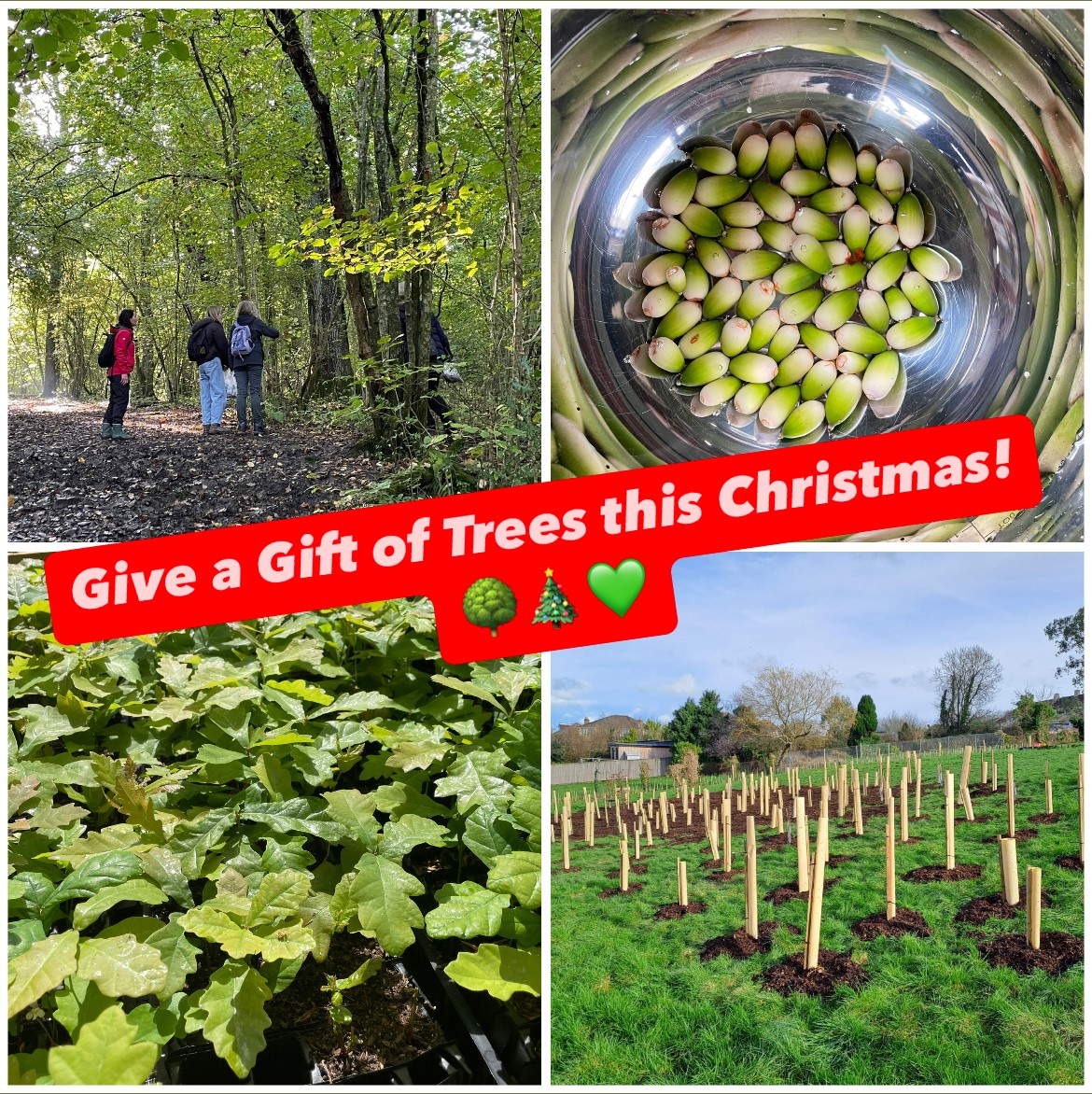 Give a Christmas Gift of Trees! - More Trees BANES